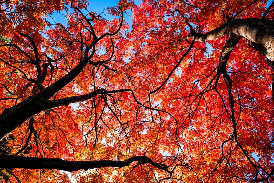 Deciduous – All Things Plants