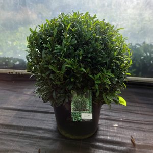 Prunus laurocerasus 'Sofia' 40cm Ball – All Things Plants